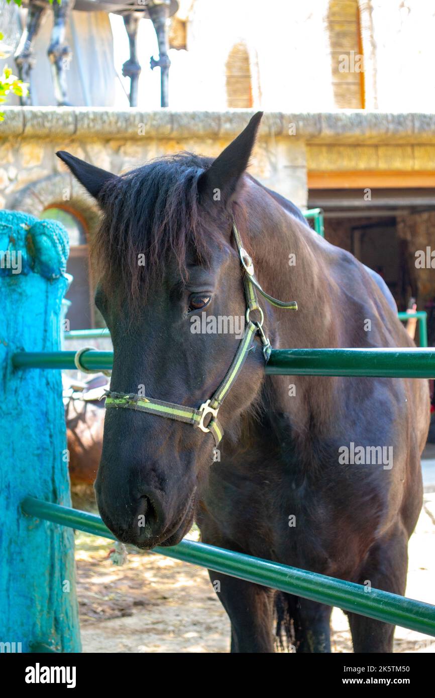 Portrait of horse. Horse head on the farm Stock Photo - Alamy