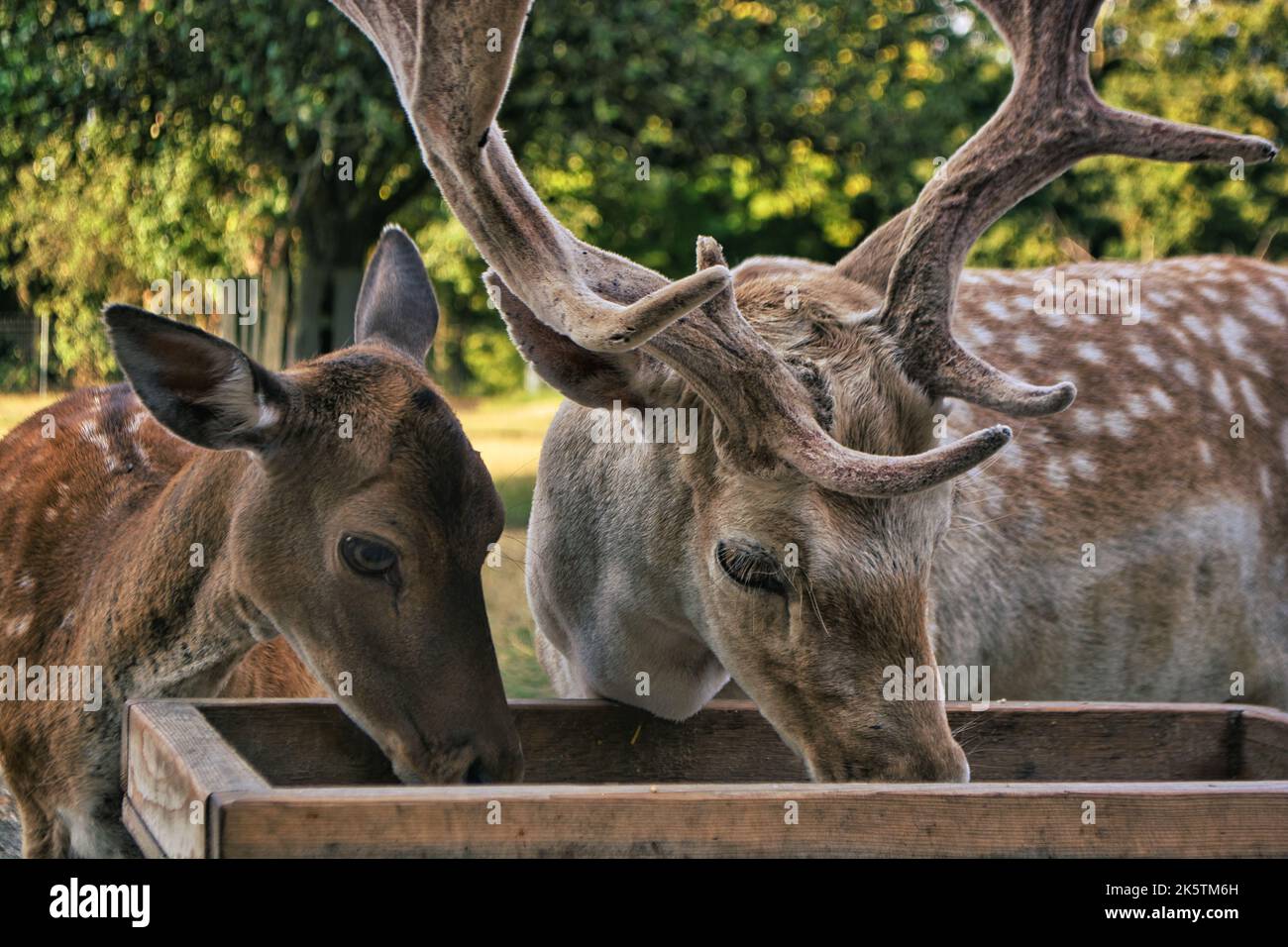Deer eating, cervus elaphus, stag with new antlers growing facing ...