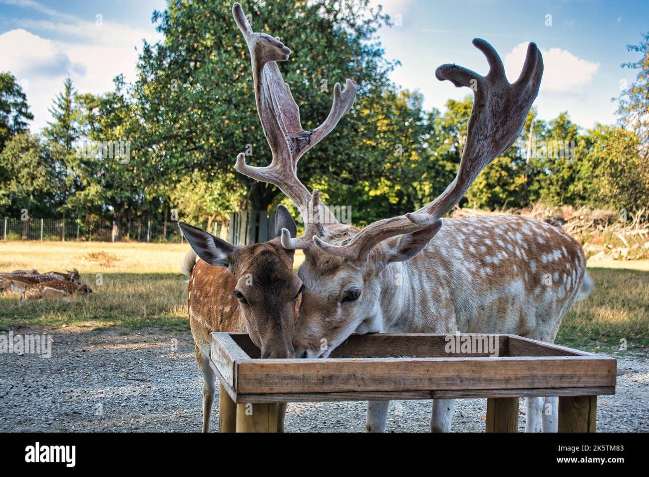 Deer eating, cervus elaphus, stag with new antlers growing facing ...