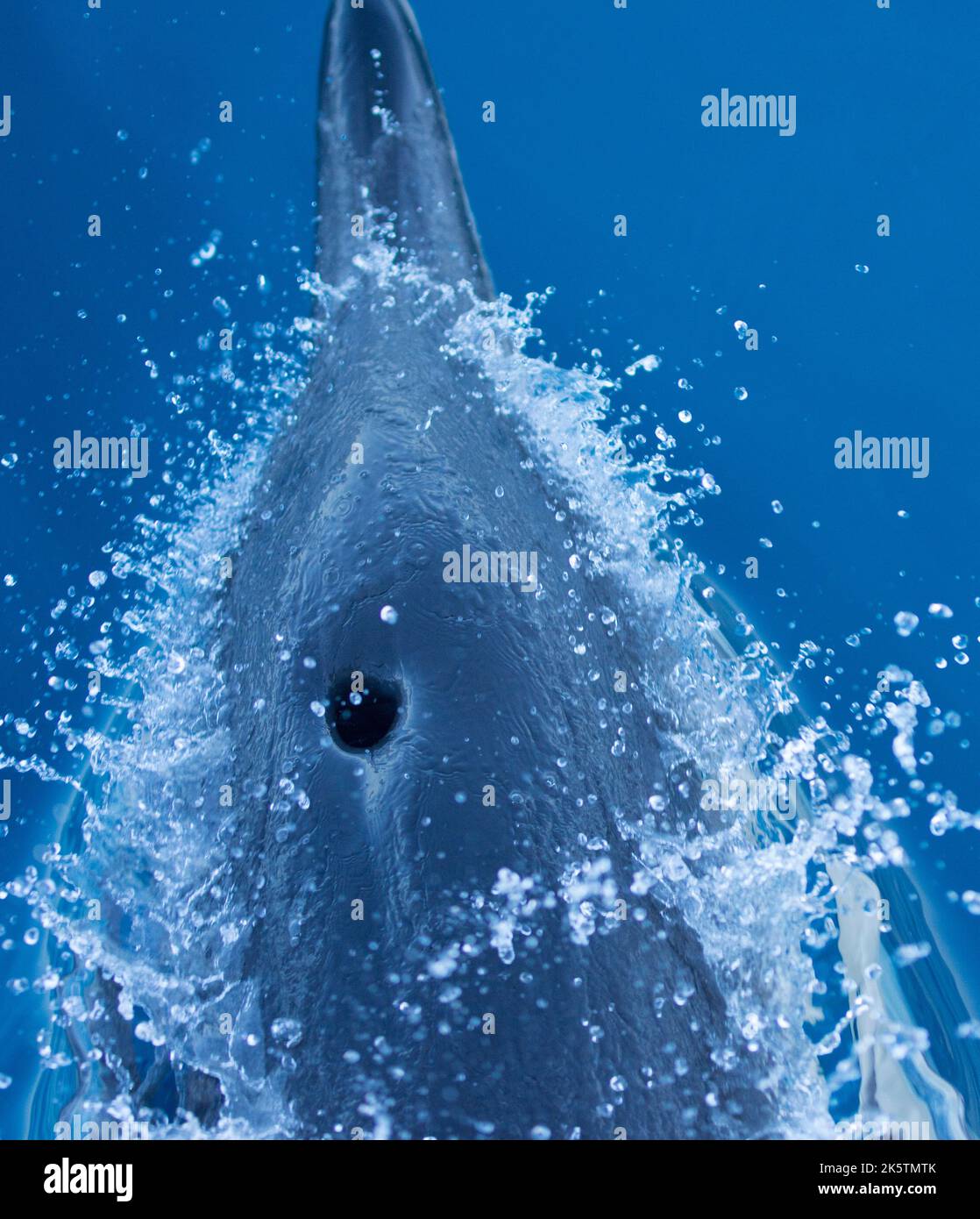 dolphin swimming really fast in the sea water Stock Photo - Alamy