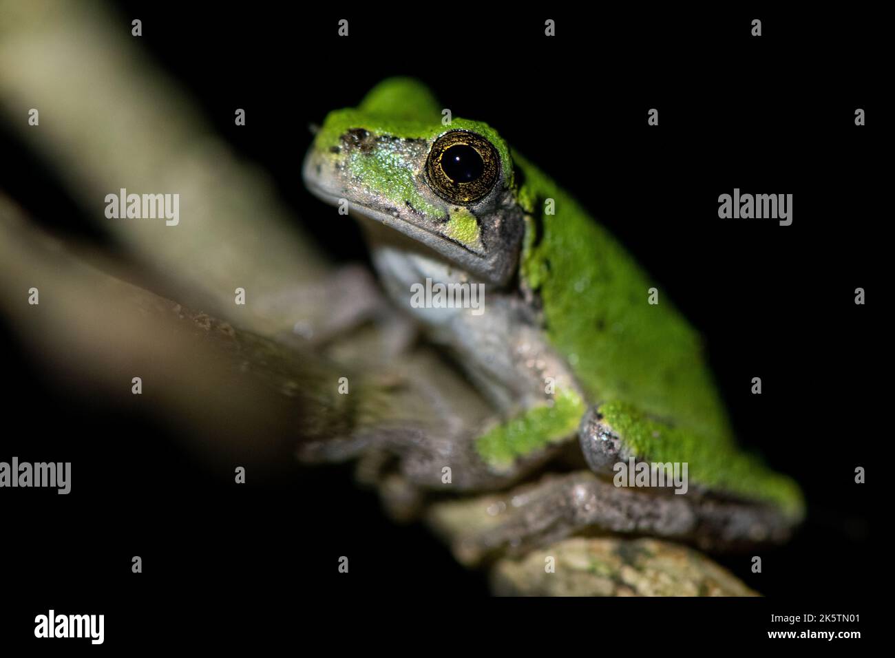 Japanese tree frog hi-res stock photography and images - Alamy