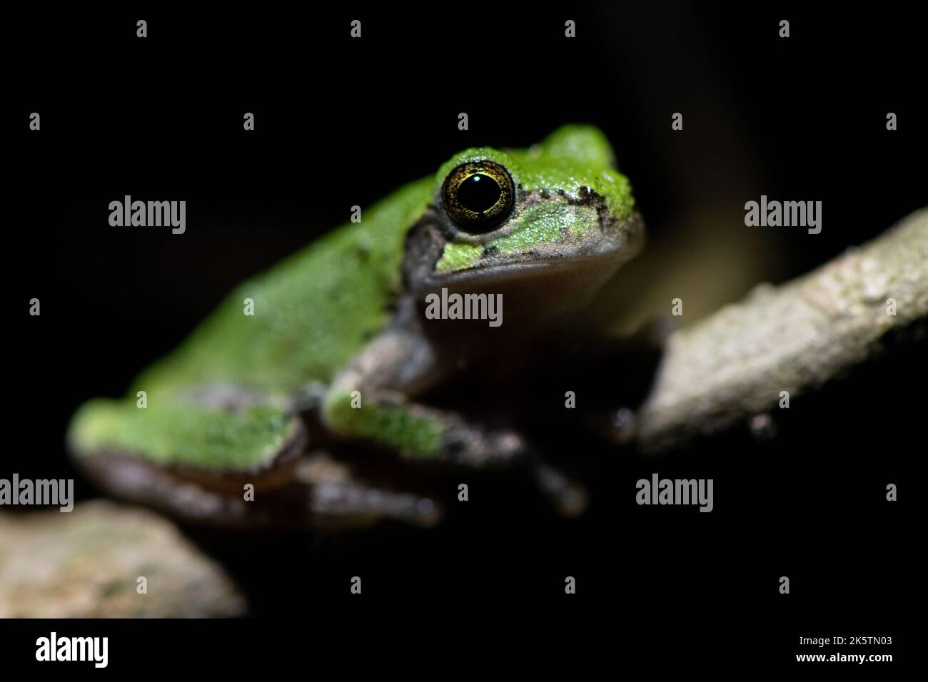 Japanese tree frog hi-res stock photography and images - Alamy