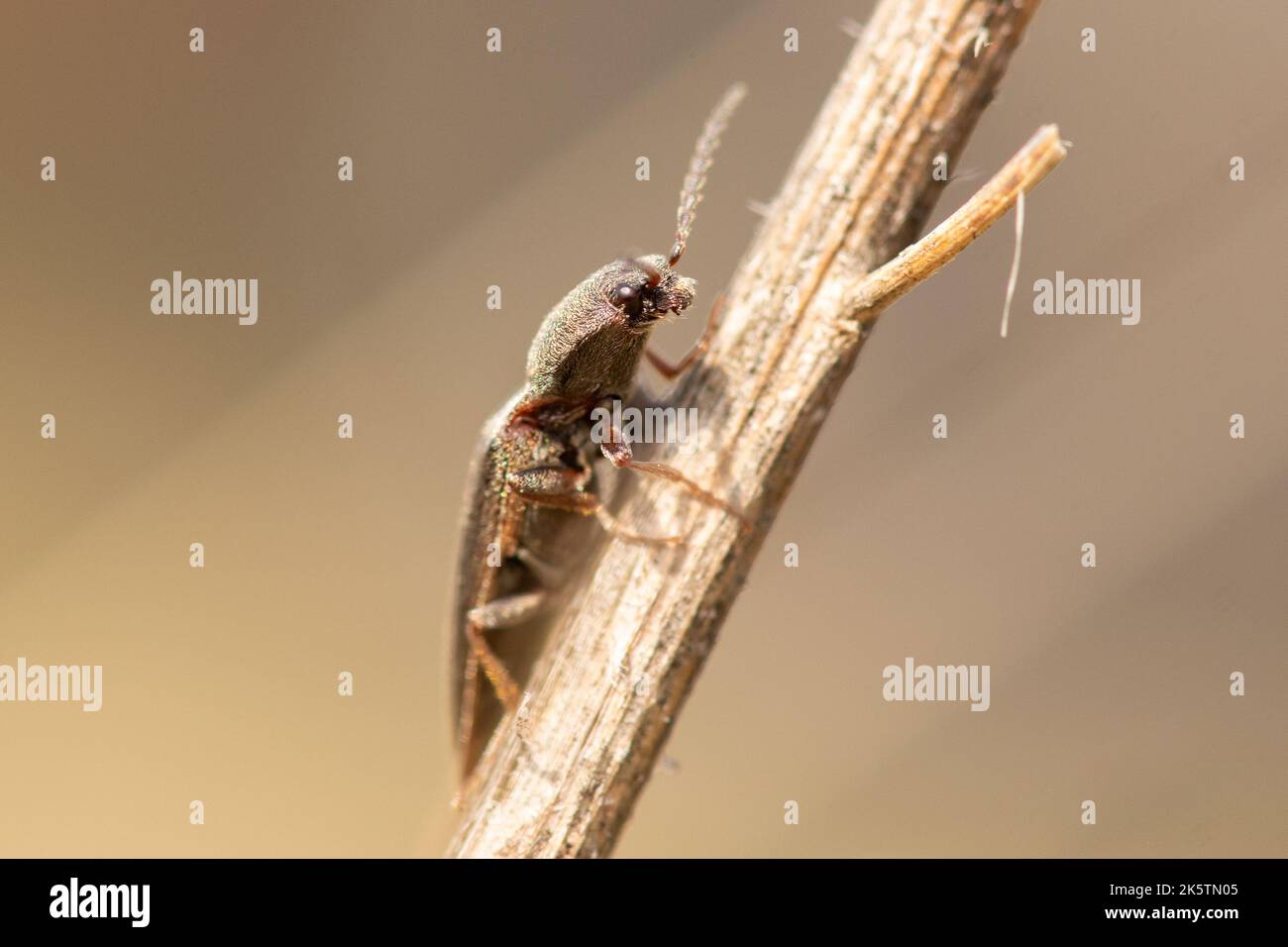 Agriotes hi-res stock photography and images - Alamy