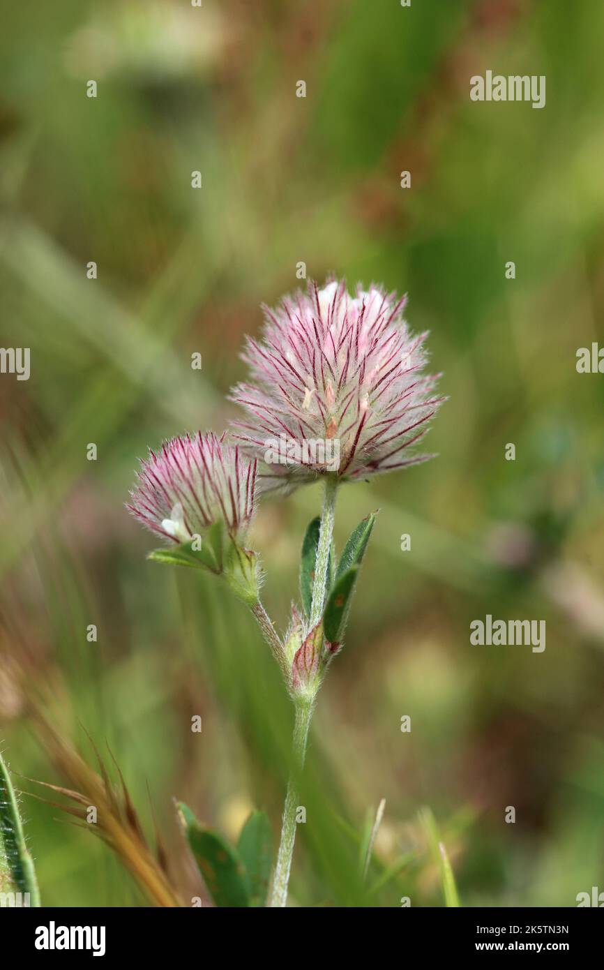 Hares foot clover, Trifolium arvense, flowers in close up with a ...