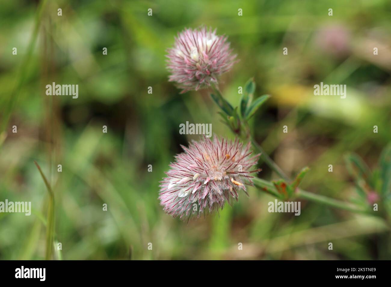Hares foot clover, Trifolium arvense, flowers in close up with a blurred background of grass ...