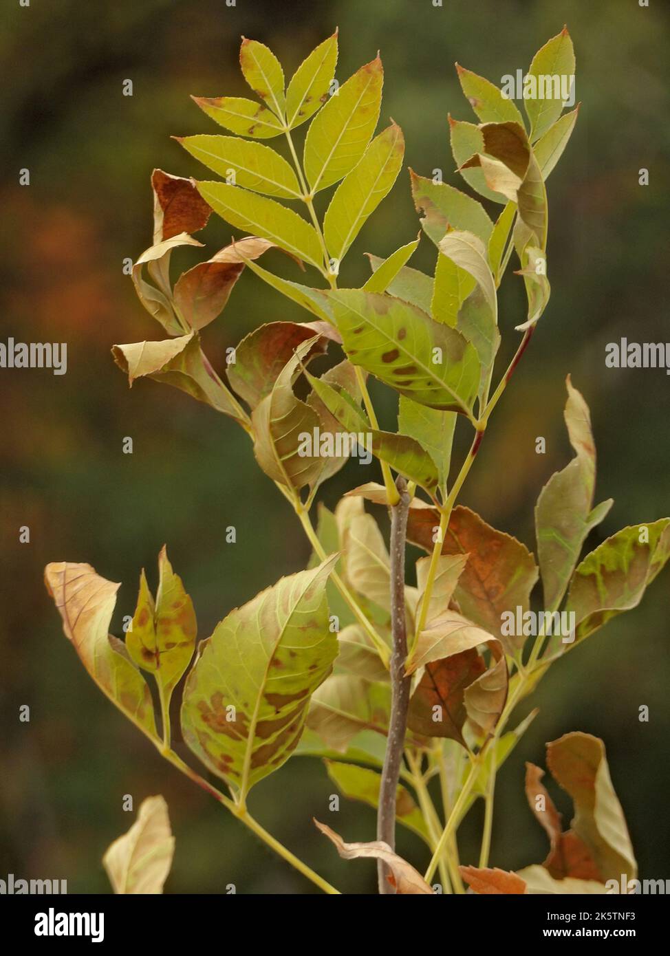 A shallow focus shot of European ash plant in the park with blur ...