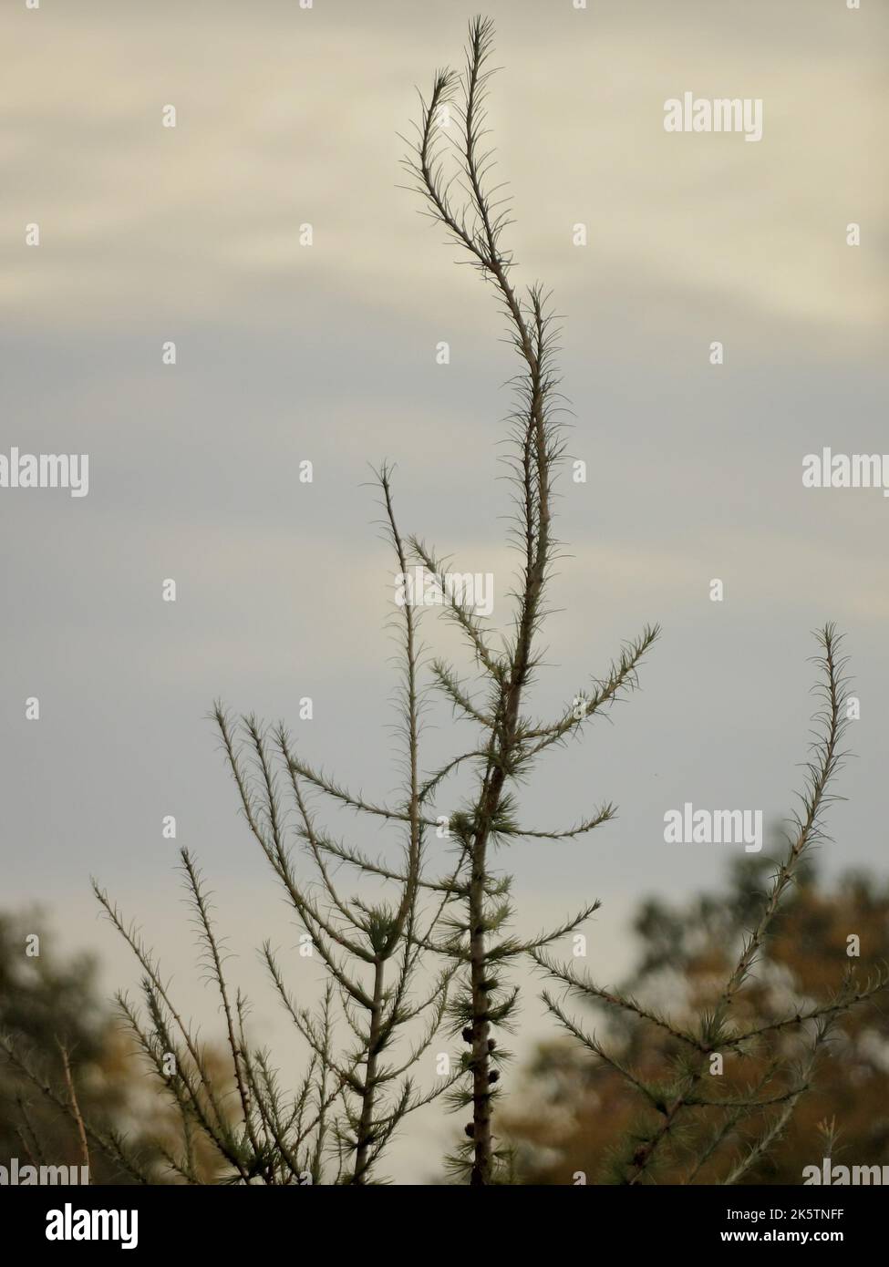 A Boojum tree plant with leaves and twigs against sunset sky, vertical ...