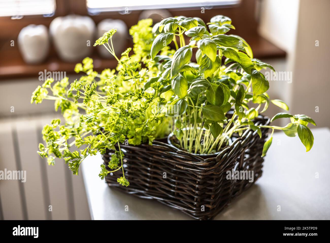 Fresh green herbs, parley and basil, in in wooden basker placed on a ...