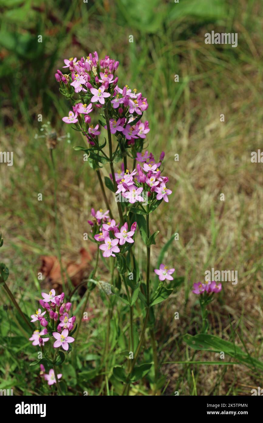 Pink centaury, Centaurium erythraea, flowers in clusters on heathland ...