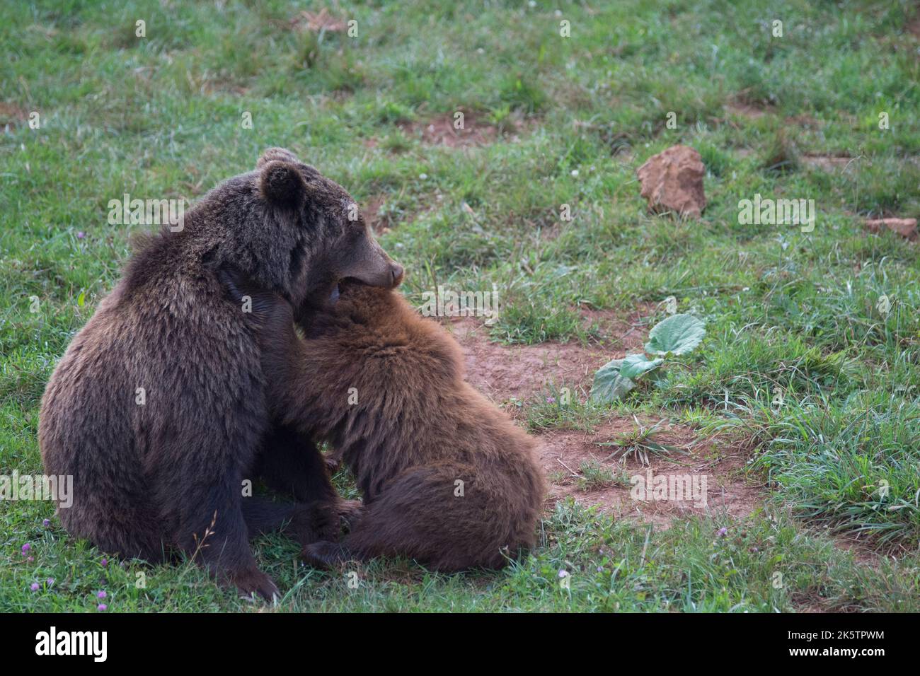 brown bear mother and child playing in the grass Stock Photo - Alamy