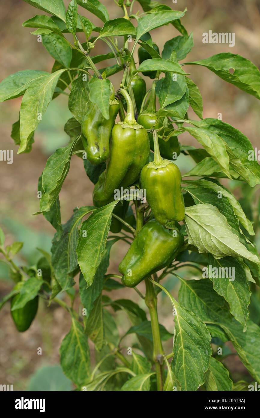 Green bell pepper, paprika, sweet pepper, ripening on plant in urban ...