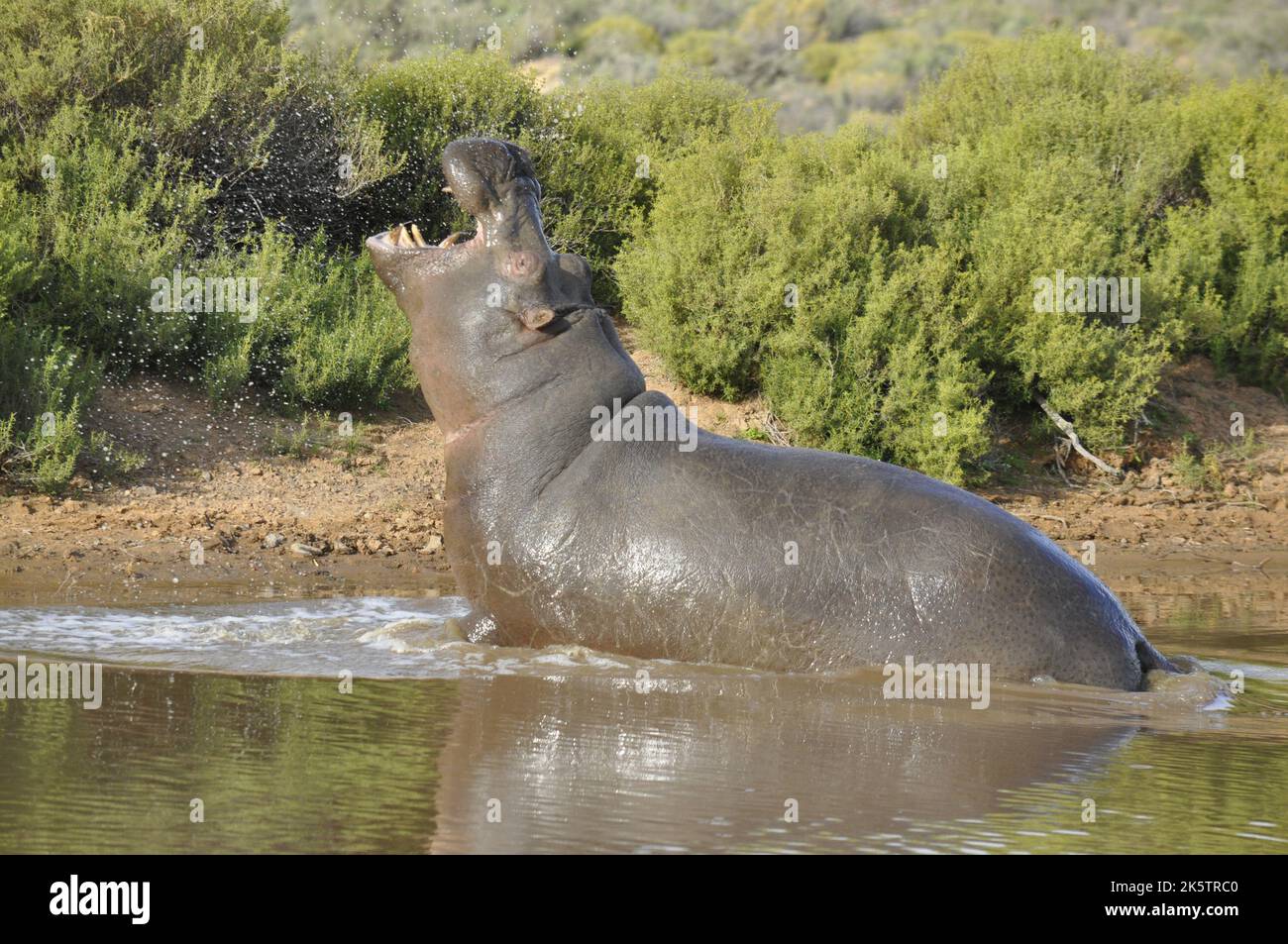 A large hippo standing in water surrounded by bushes and roaring Stock ...