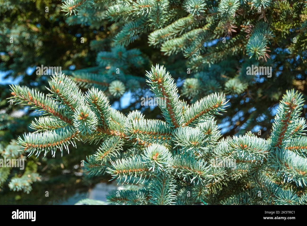 Fir tree branches and green leaves texture background Stock Photo - Alamy
