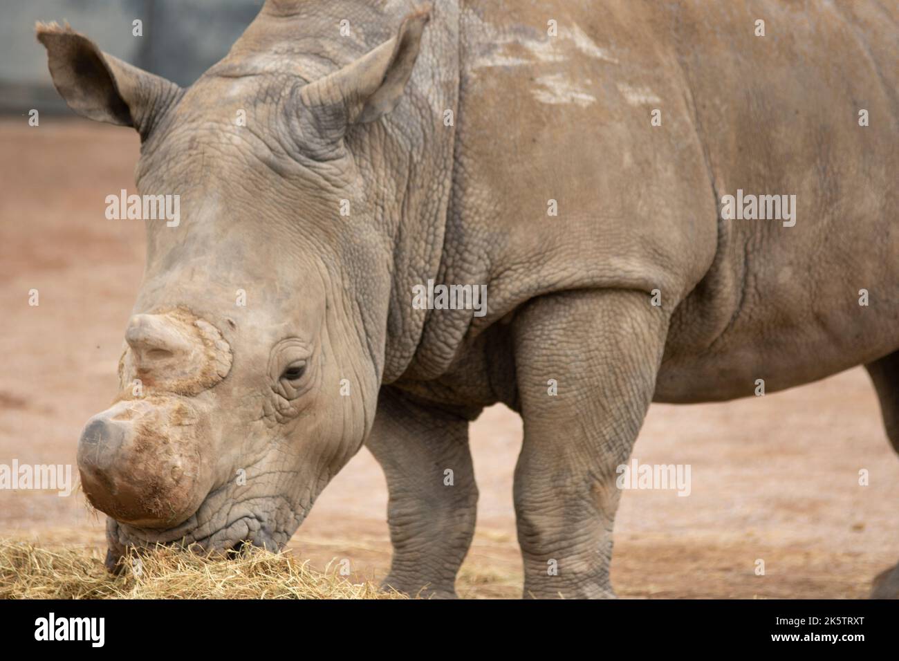 rhino eating grass in an animal reserve Stock Photo - Alamy