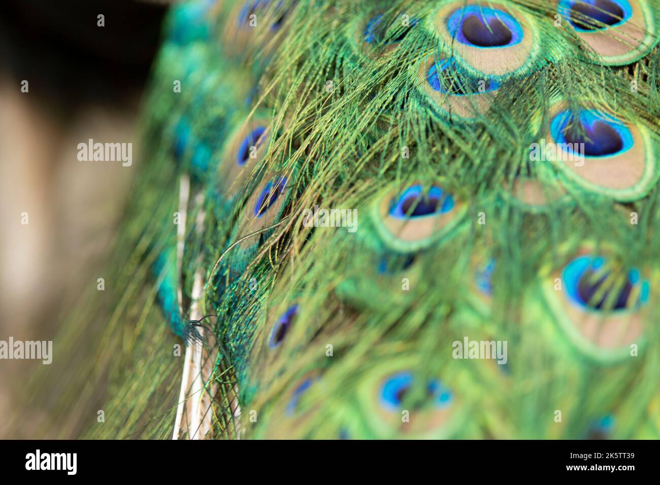 round pattern in peacock feathers close up Stock Photo - Alamy