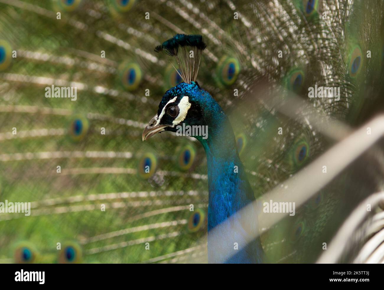 round pattern in peacock feathers close up Stock Photo - Alamy