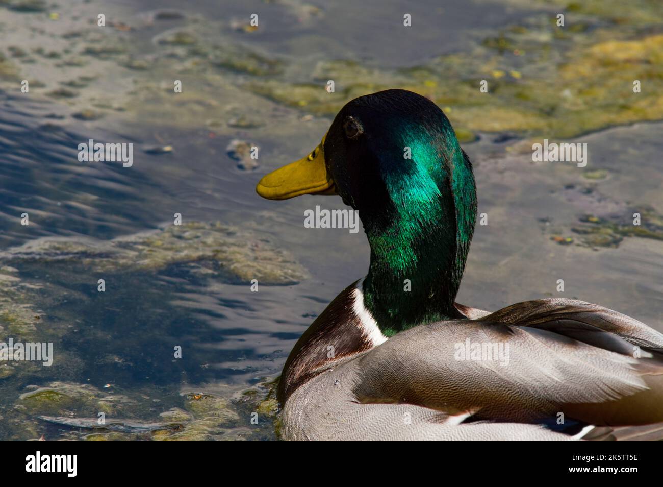 A mallard duck floating in water Stock Photo - Alamy