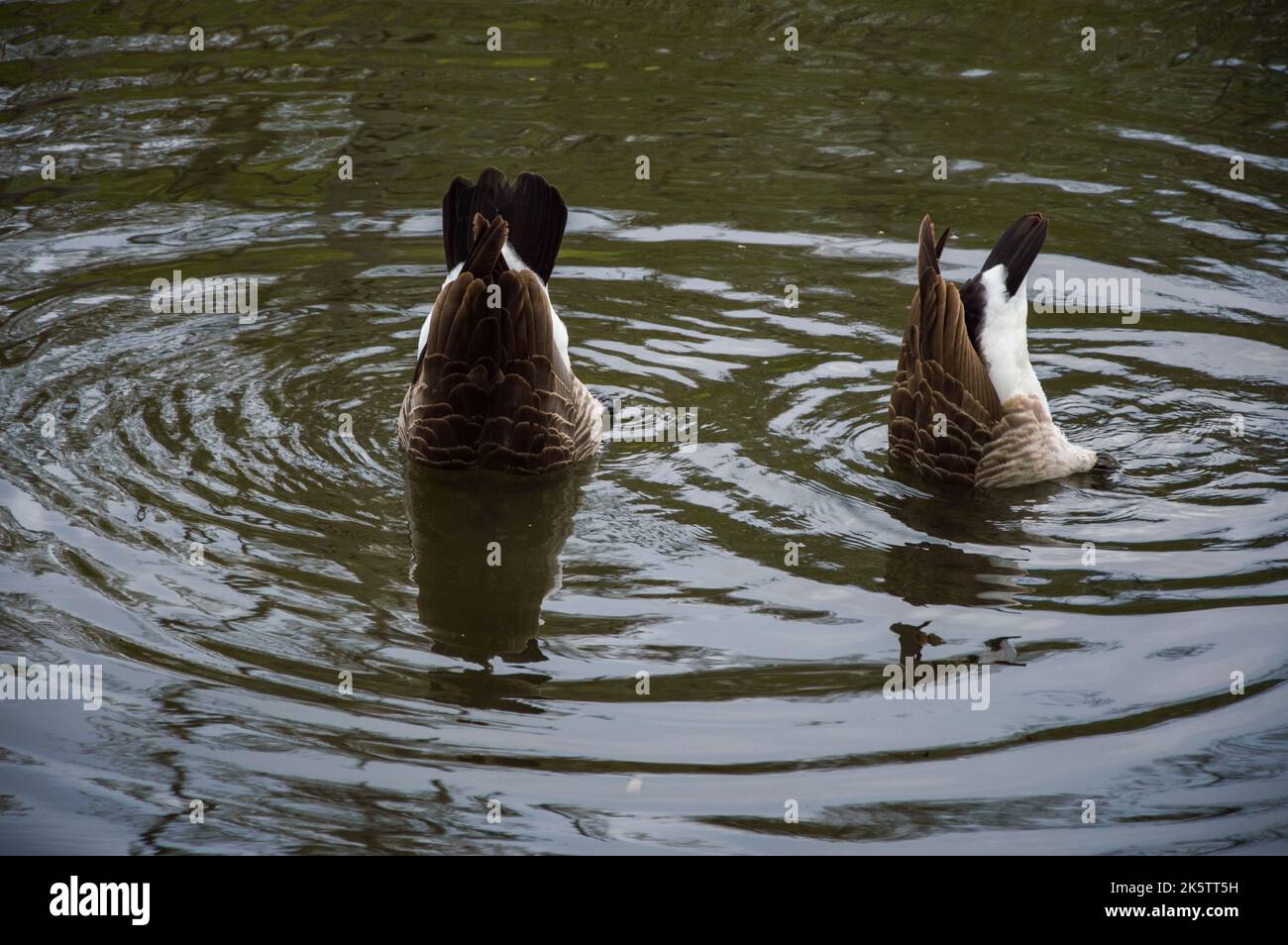 A view of ducks diving in water Stock Photo - Alamy