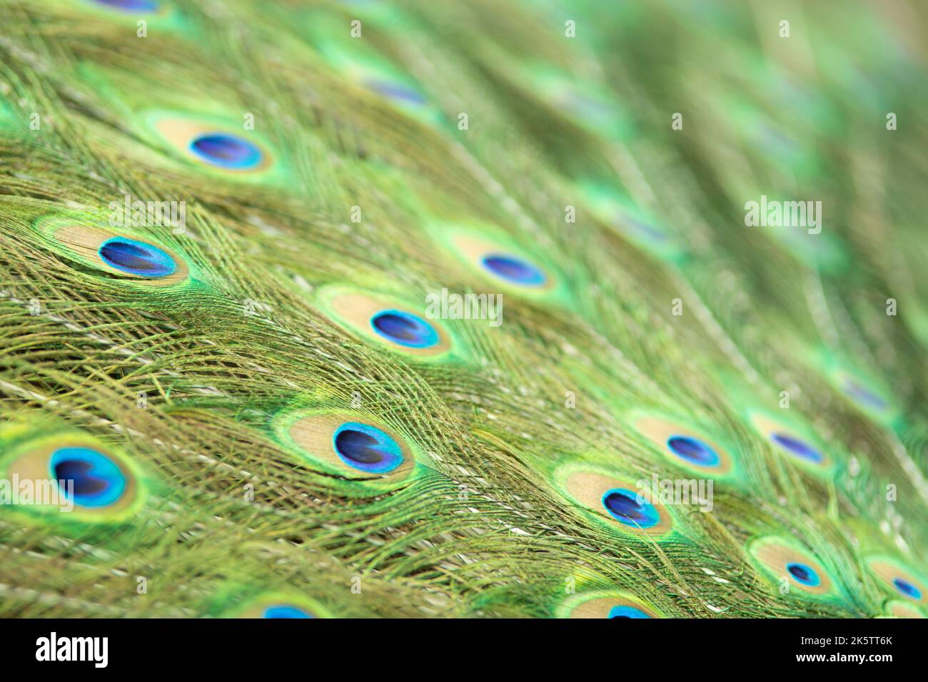 round pattern in peacock feathers close up Stock Photo - Alamy