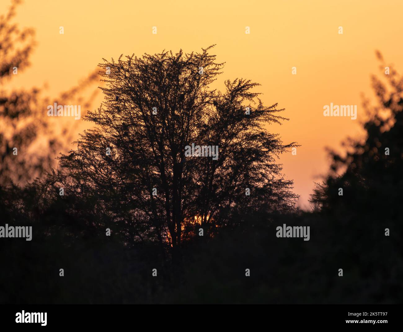 Silhouette of a tree at sunset at the Al Marmoom desert conservation ...