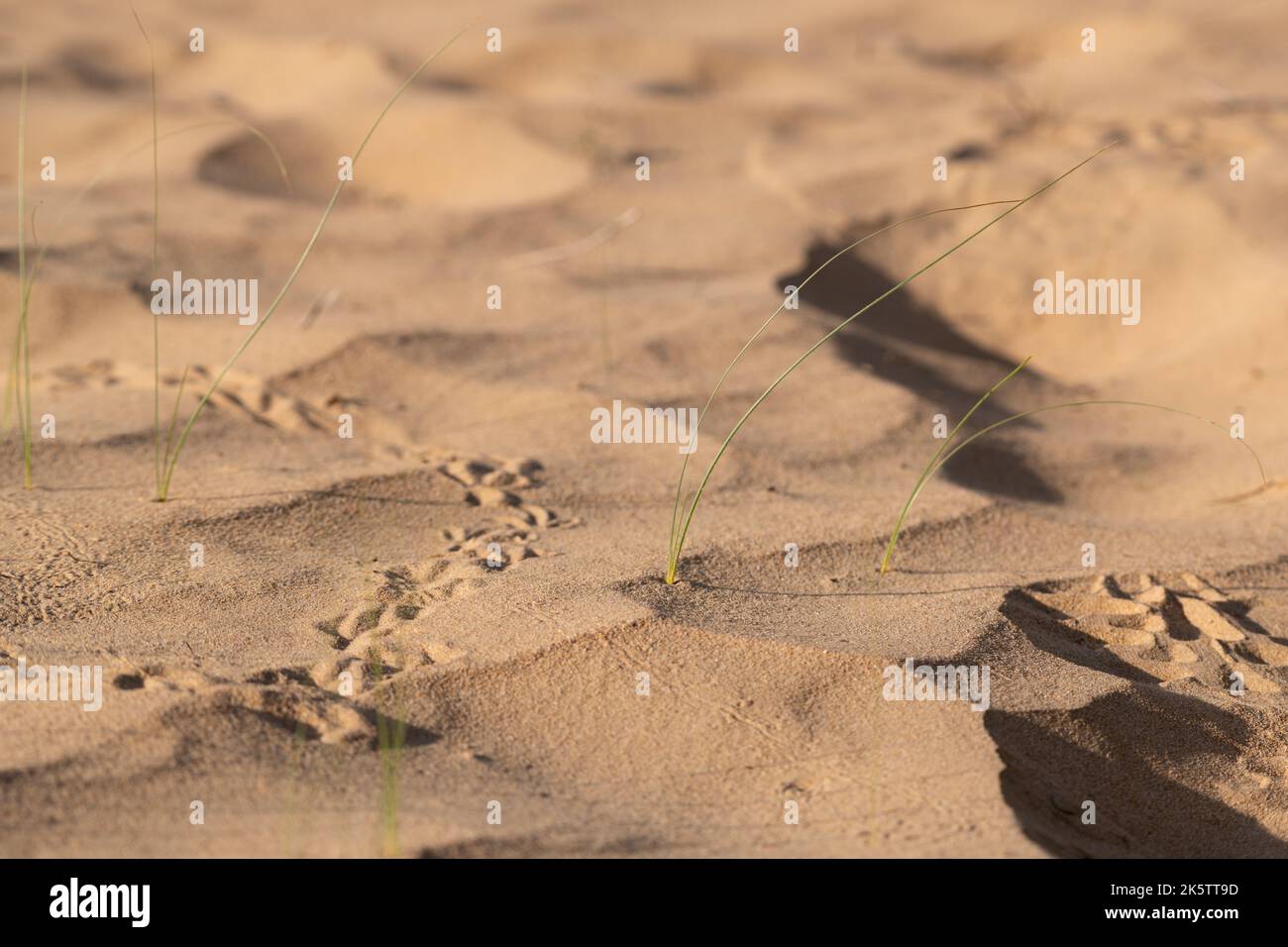 Green grass growing on the sand dunes at the Al Marmoom desert ...