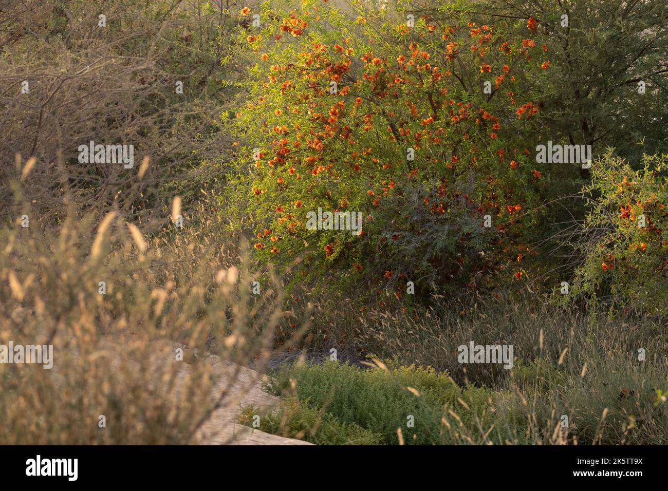 Beautiful light illuminating orange flowers at dusk, amongst desert ...