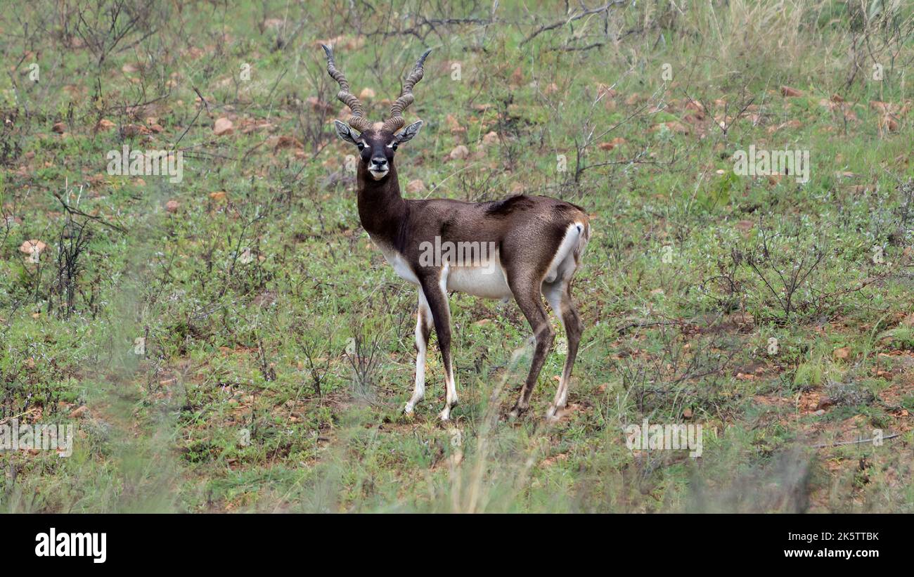 A beautiful shot of an Indian antelope in Jayamangali Blackbuck ...