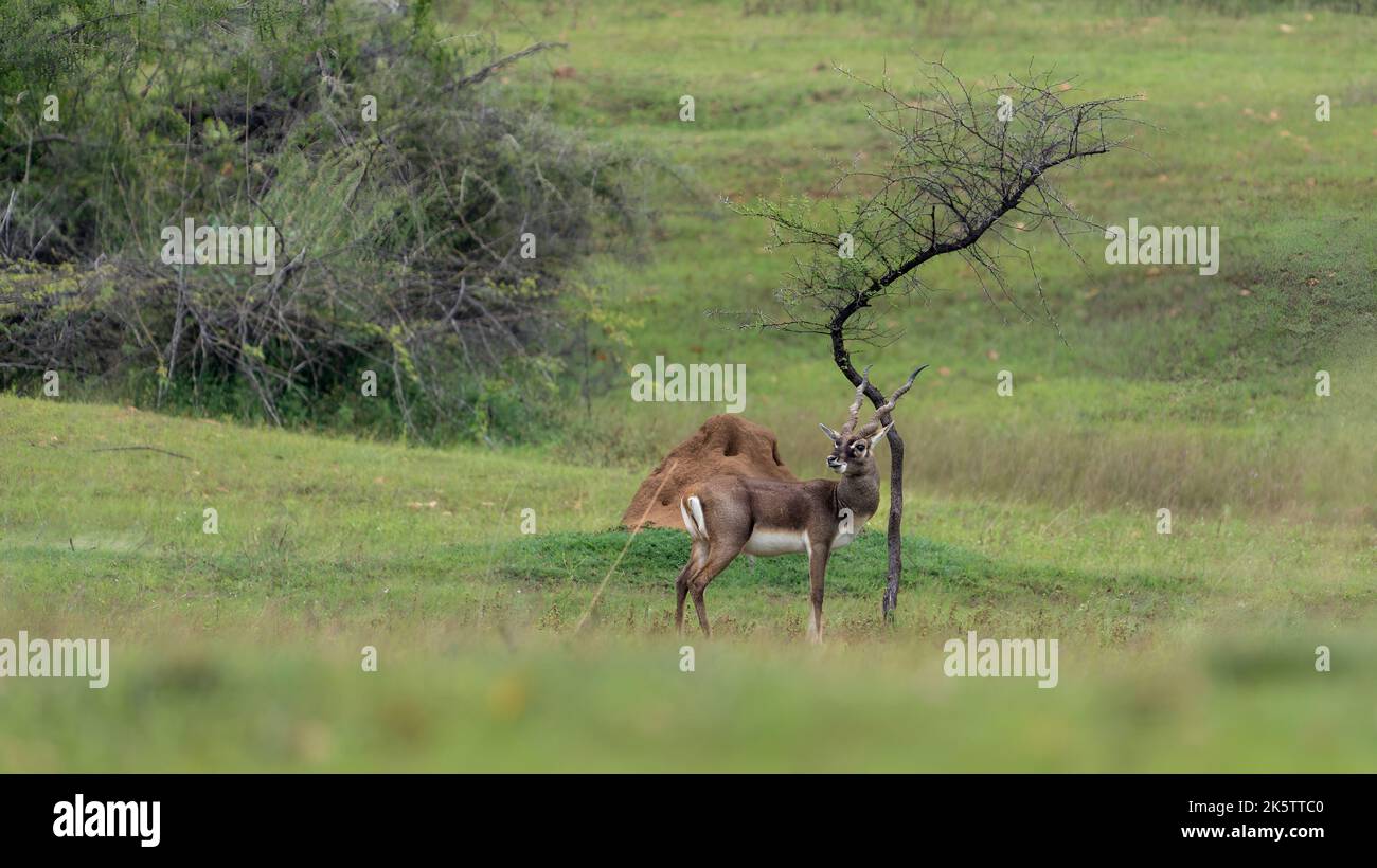 A beautiful shot of an Indian antelope in Jayamangali Blackbuck ...