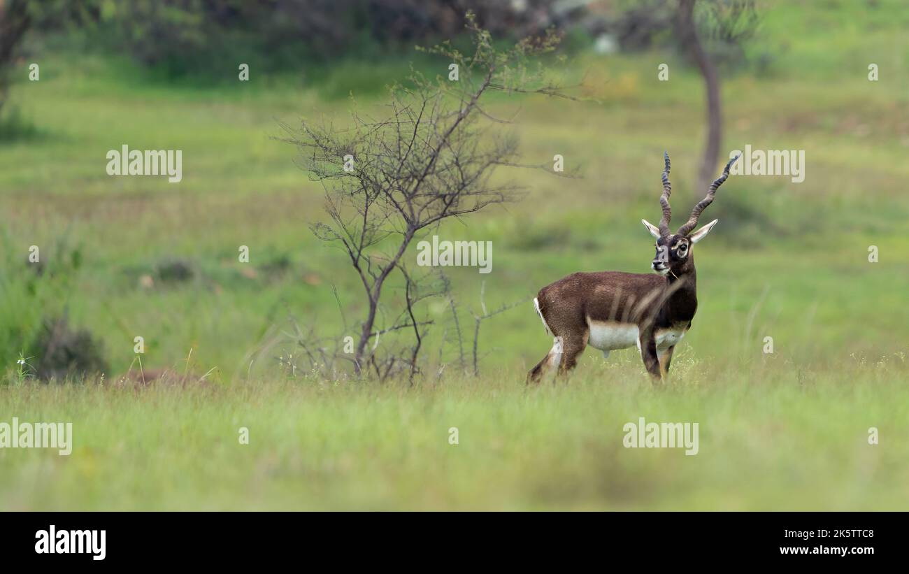 A beautiful shot of an Indian antelope in Jayamangali Blackbuck ...
