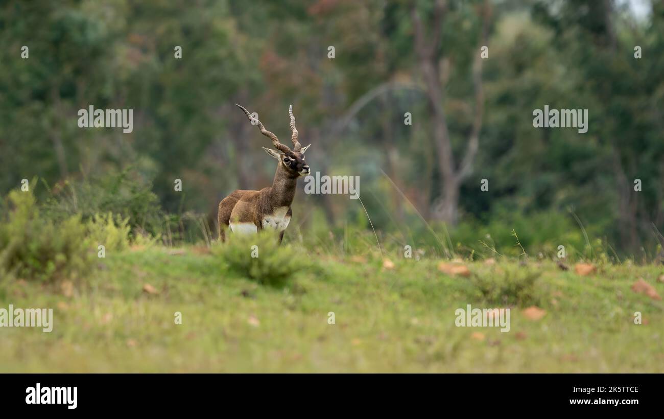 A beautiful shot of an Indian antelope in Jayamangali Blackbuck ...