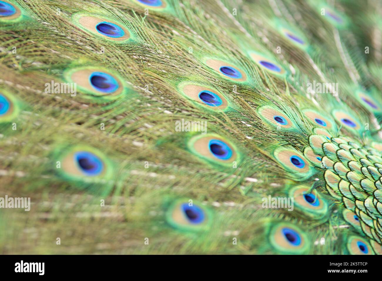 round pattern in peacock feathers close up Stock Photo - Alamy
