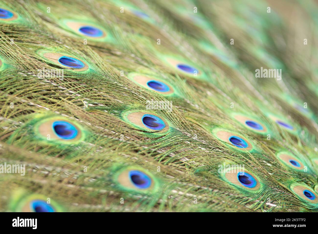 round pattern in peacock feathers close up Stock Photo - Alamy