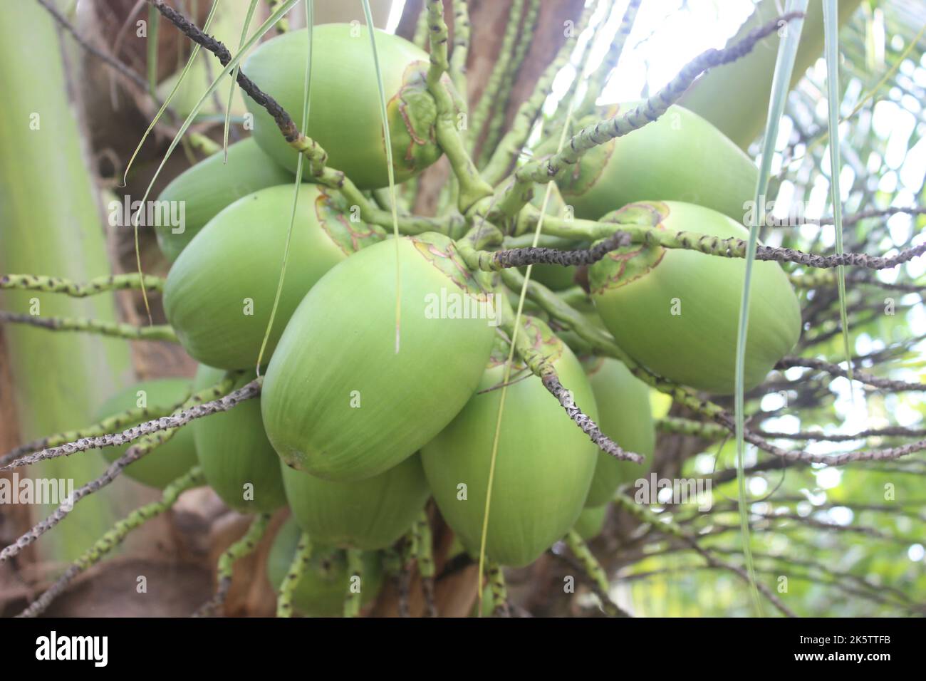 Selective focus of beautiful coconut fruit hanging on tree. Good for ...