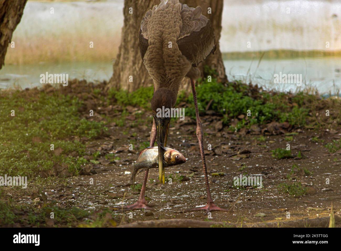 A close-up shot of a Sandhill crane with a fish in a beak Stock Photo ...