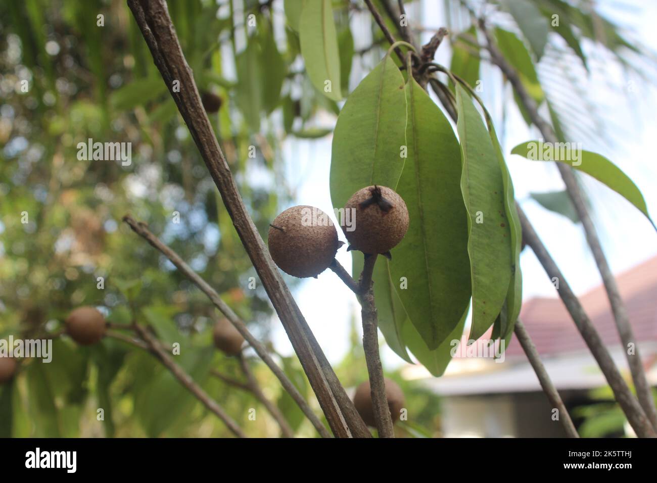 Selective focus of sapodilla fruit in the garden with blurred ...