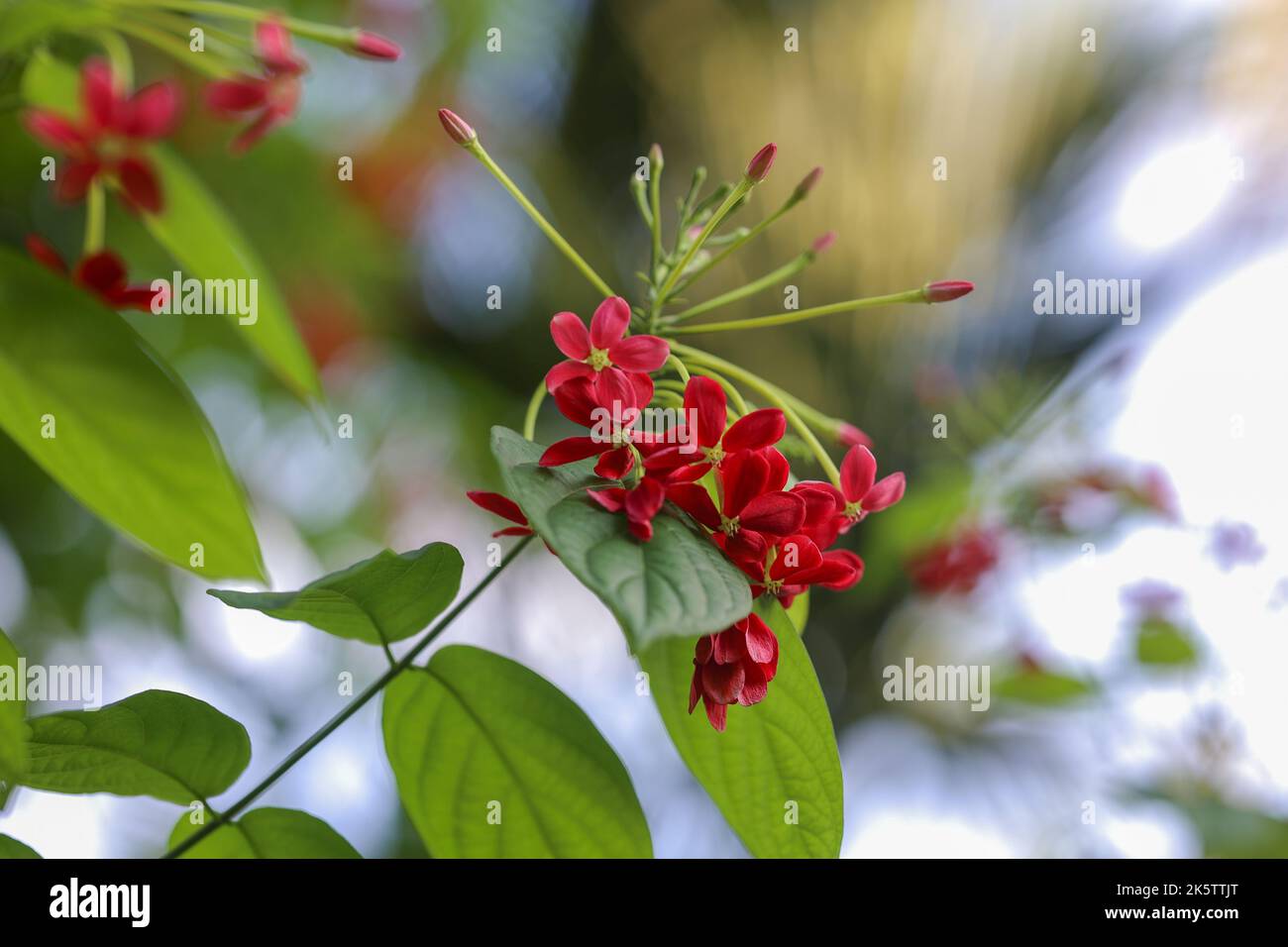 A close-up shot of red Combretum indicums growing in a garden Stock ...