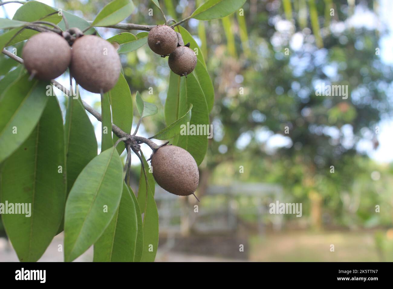 Selective focus of sapodilla fruit in the garden with blurred ...