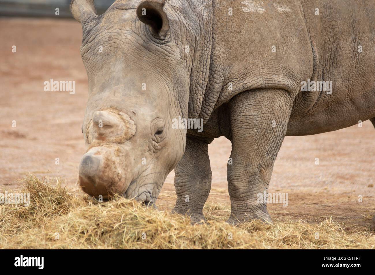 rhino eating grass in an animal reserve Stock Photo - Alamy
