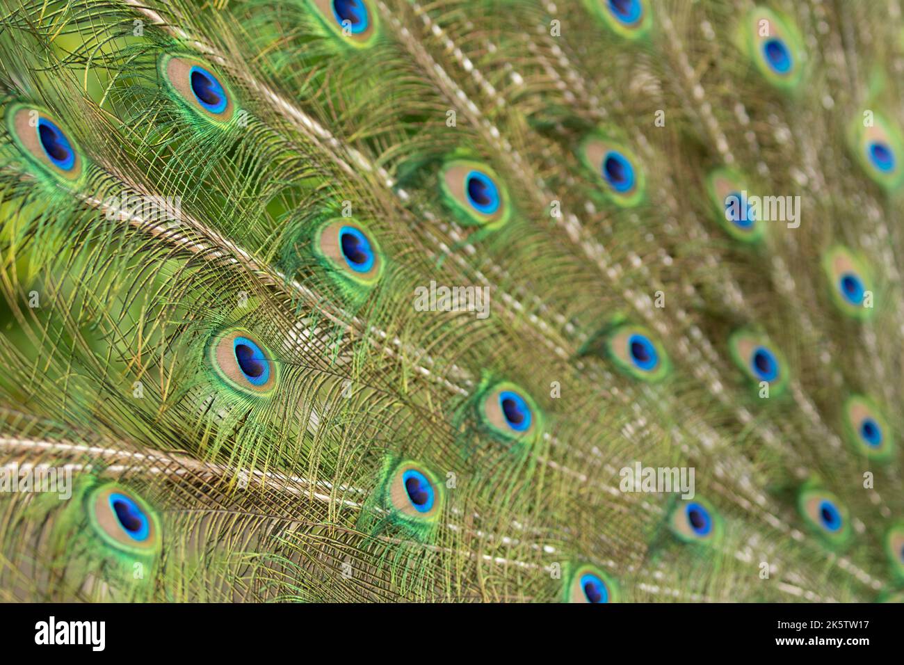 round pattern in peacock feathers close up Stock Photo - Alamy