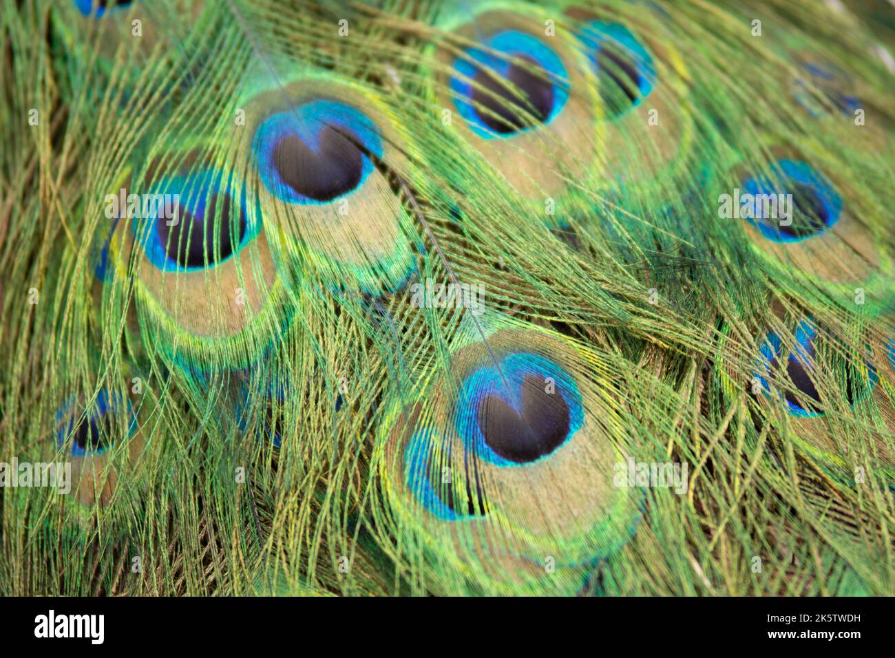 round pattern in peacock feathers close up Stock Photo - Alamy