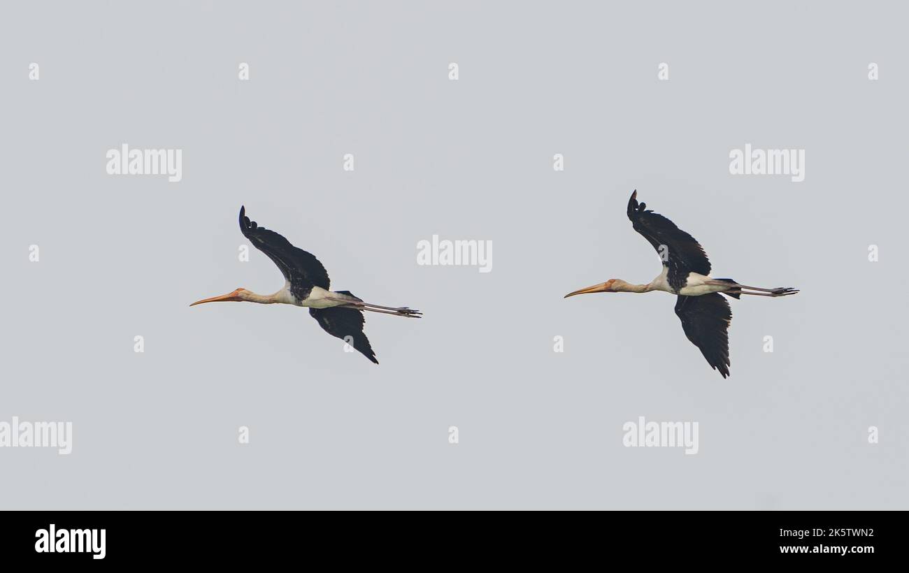 A scenic view of two painted storks flying in the sky Stock Photo - Alamy