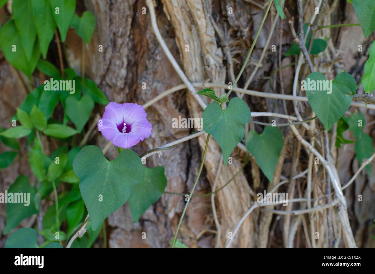 The purple flower and heart shaped leaves of the morning glory vine growing in Texas Stock Photo ...