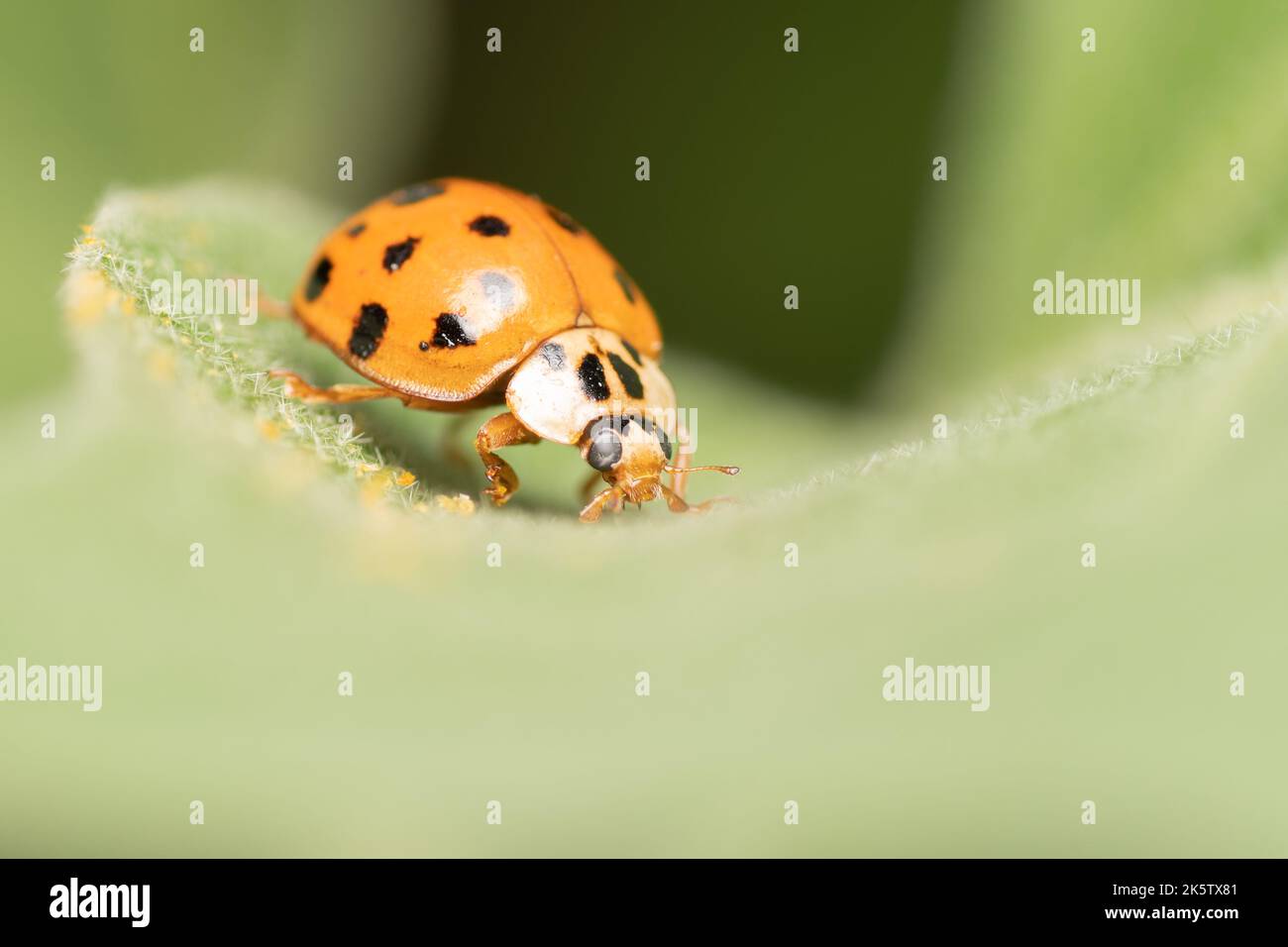 Macro image of a ladybug exploring a plant in the summer garden in ...