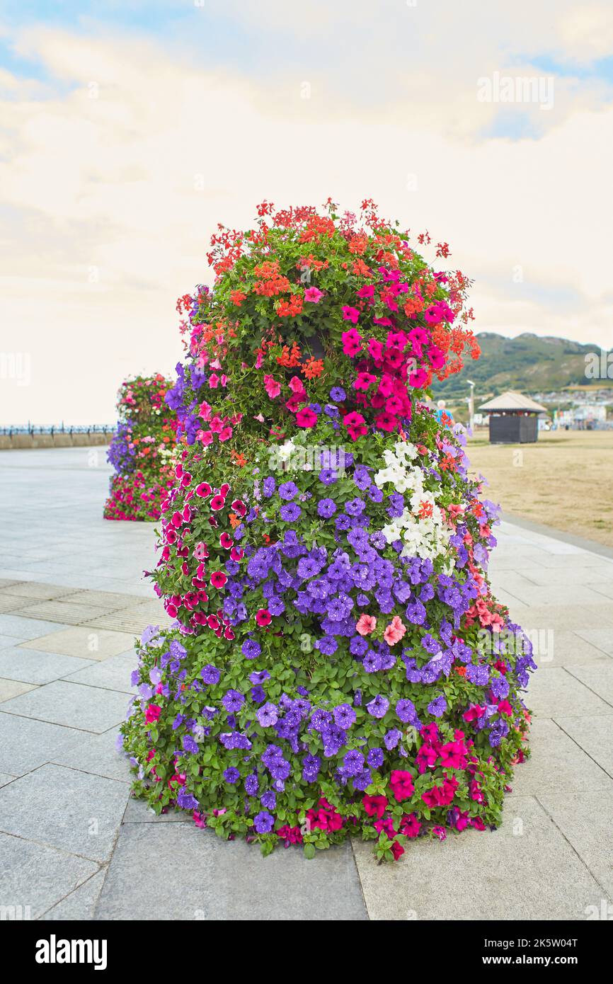 Petunia Night Sky, purple, pink, white, red, violet spotted flowers in ...