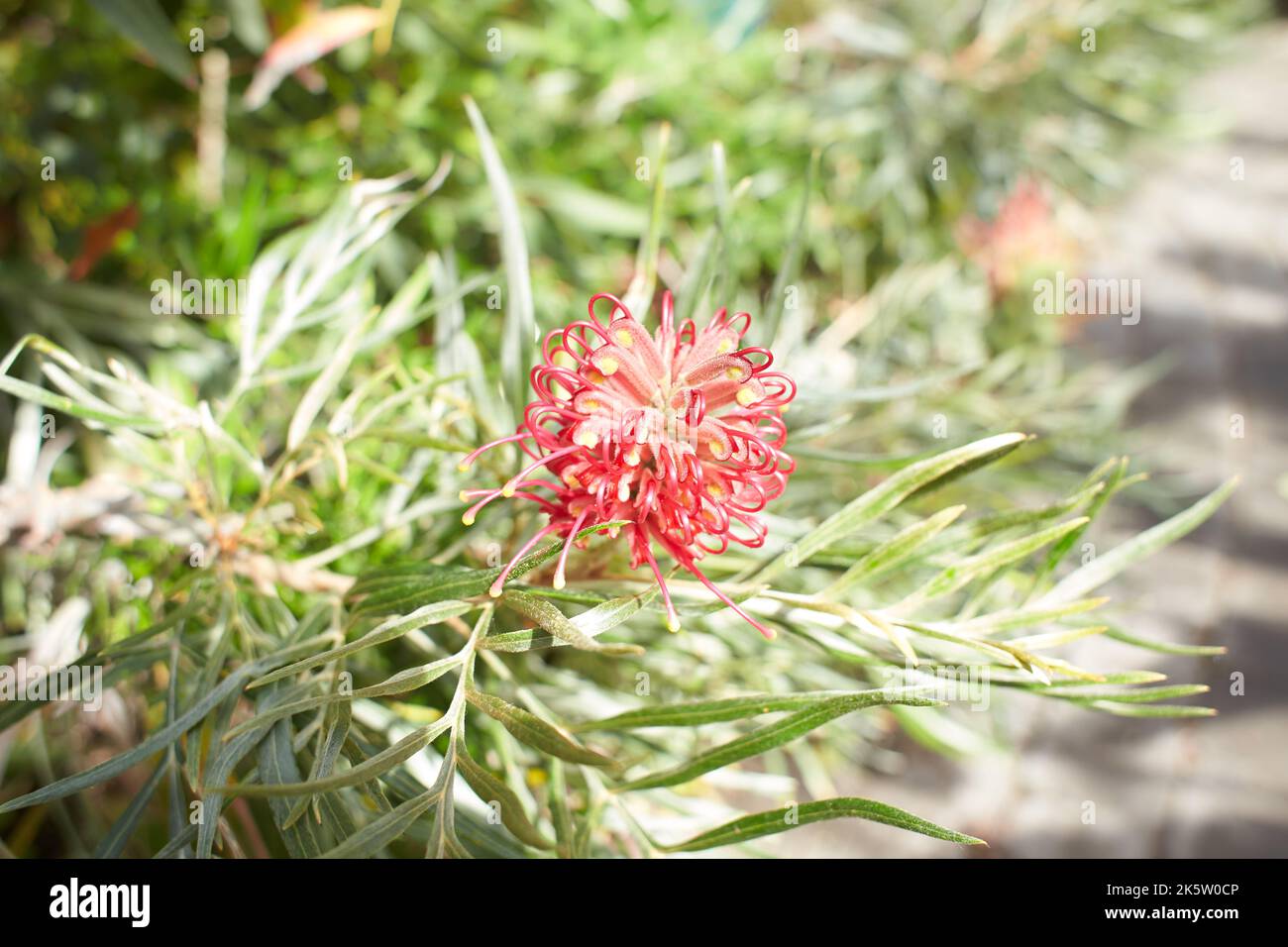 A Rosemary grevillea bush with small red flowers growing in a garden ...