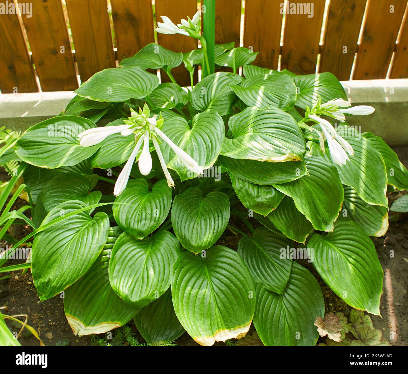 Plantain lily or Hosta foliage plant with white flowers. Hosta, flower ...