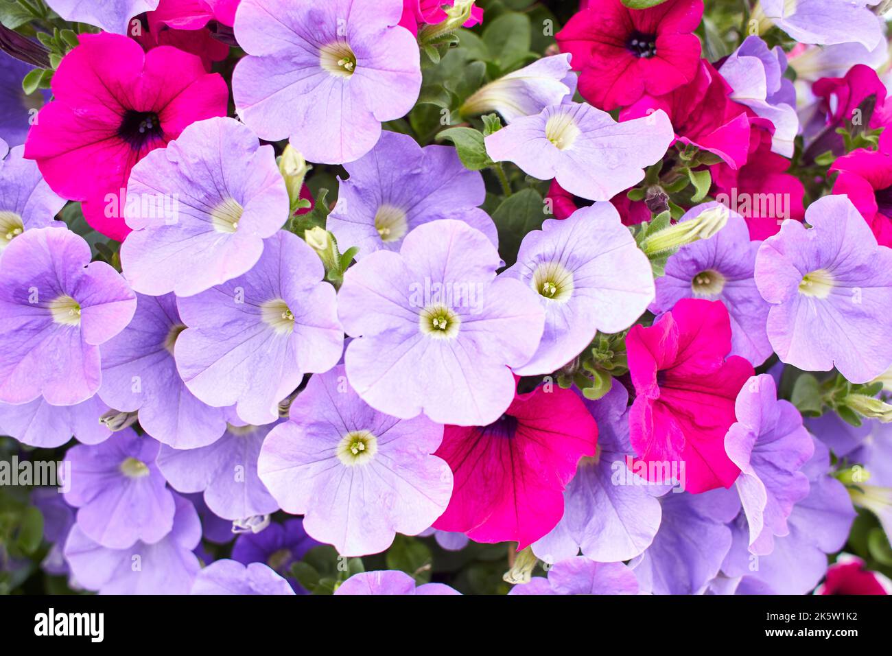 Petunia Night Sky, purple, pink, white, red, violet spotted flowers in ...