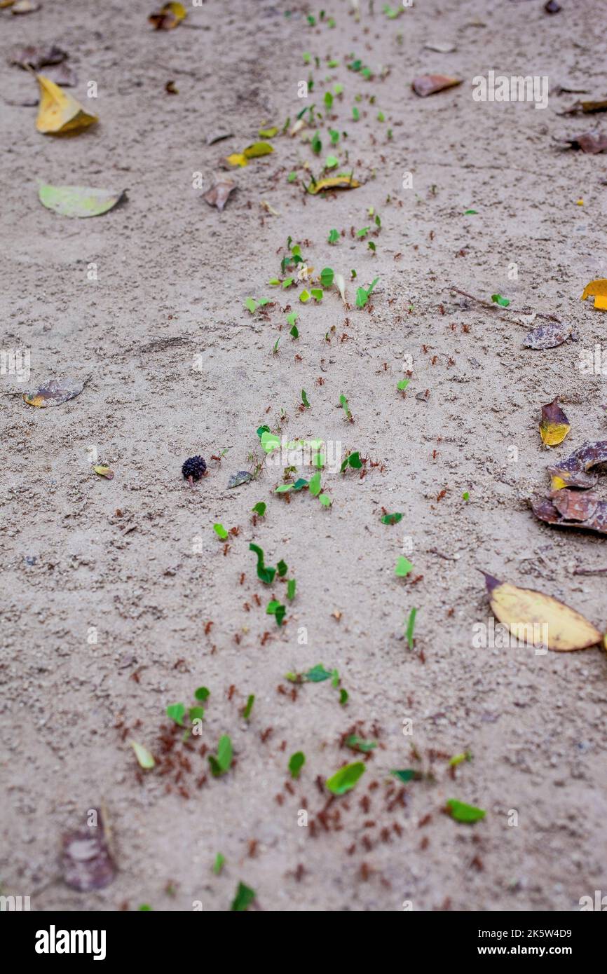 Colombia, Tayrona National Park touches the caribbean sea on the north ...