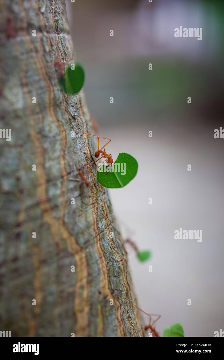 Colombia, Tayrona National Park touches the caribbean sea on the north ...