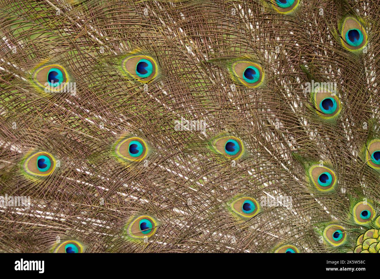round pattern in peacock feathers close up Stock Photo - Alamy